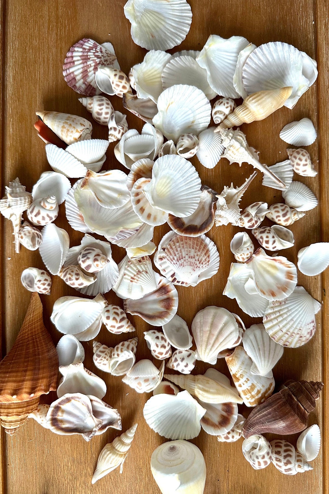 Mermaid Party Mixed Beach Seashells Under the Sea Party Decorations ...