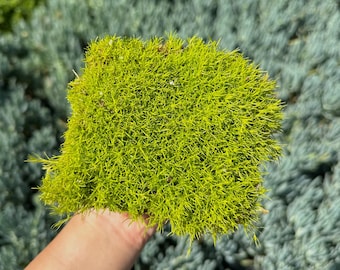 Irish Moss Live Plant Quad - Etsy