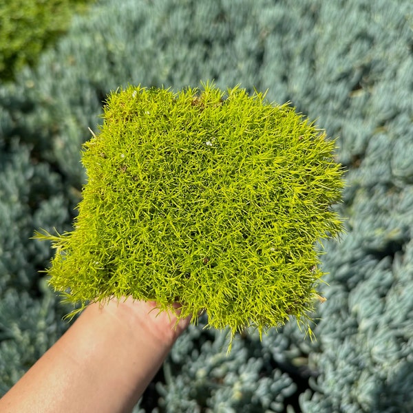 Scotch Moss Seeds - Etsy