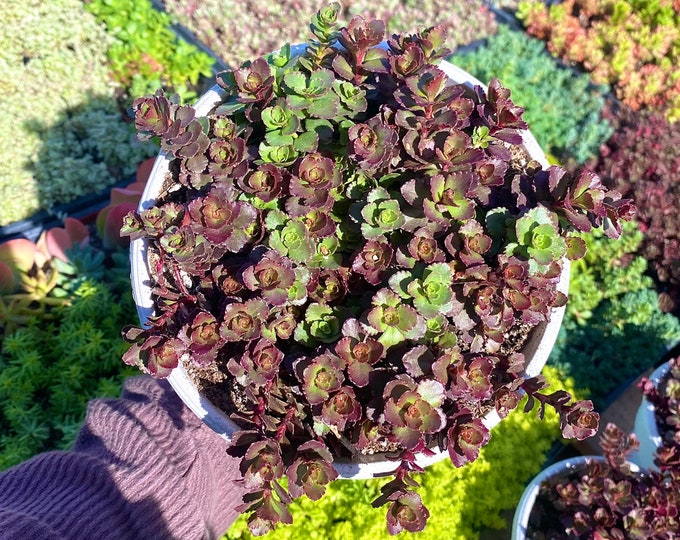 6 Sedum Spurium Red Carpet Stonecrop Sedum Spurium - Etsy