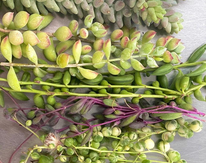 20 Trailing Succulent Strings With 7 Varieties, String of Pearl, String ...