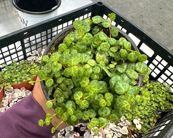 String of Turtles Peperomia Prostrata String of Things Tropical Houseplant Live Plant in 2 or 4 ...