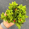 Variegated Baby Sun Rose, Ice Plant, Pink Succulent, Rare Plant in 2 ...