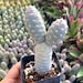 2 Bunny Ear Cactus Yellow Angel Wing Cactus Optunia Microdasys Albata ...