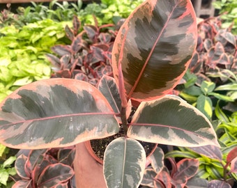 Ficus Decora RUBY Ficus Elastica Rubber Plant Live House Plant - Etsy
