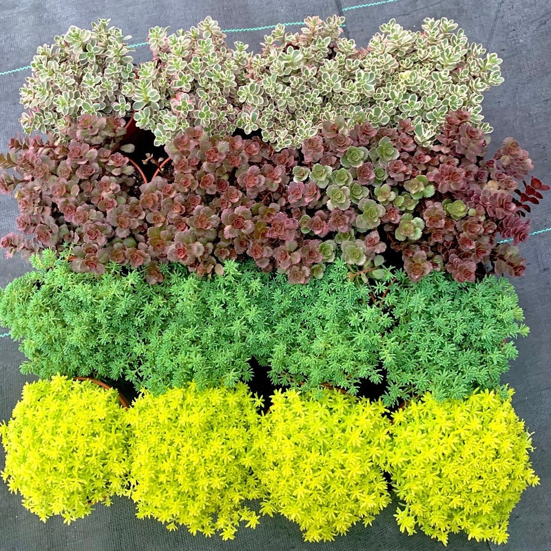 Sedum Atlantis - Etsy