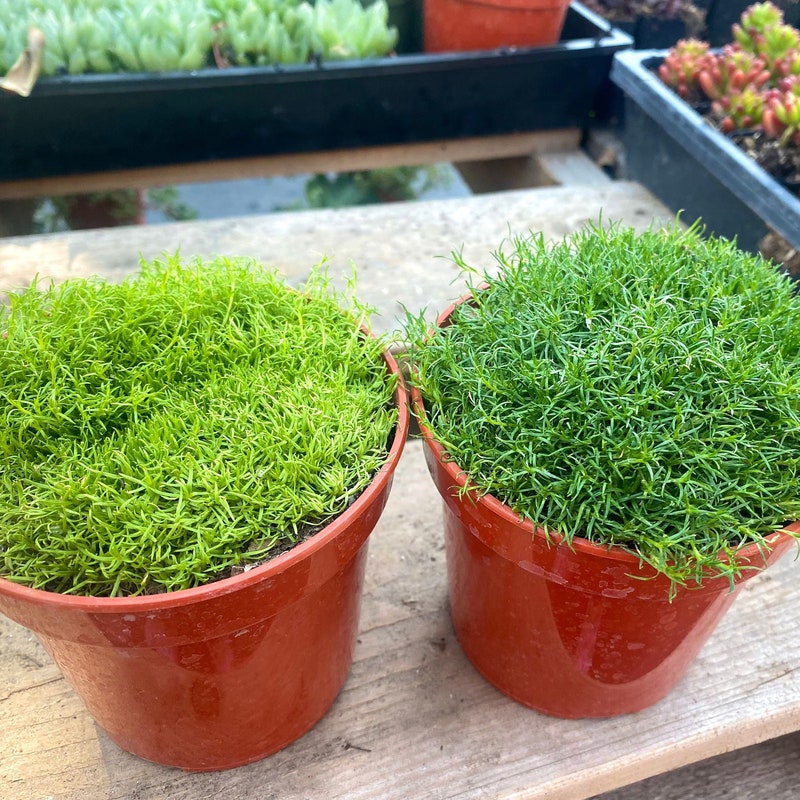 Scotch Moss Seeds - Etsy