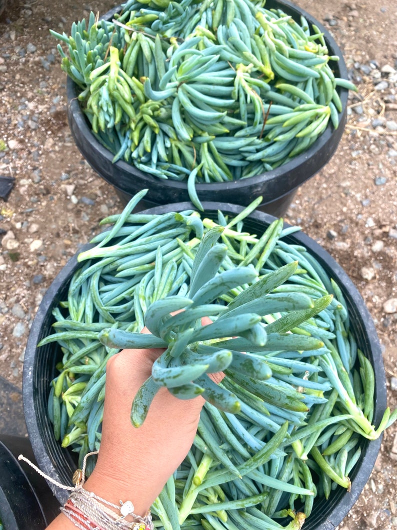3 Large Blue Chalk Sticks Cuttings Senecio Mandraliscae - Etsy