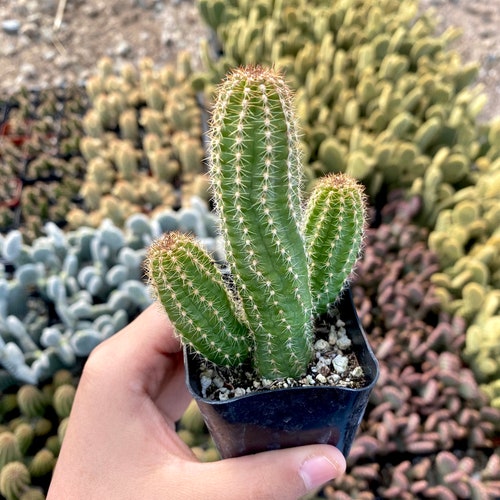4 Mini Cactus Plants in Plastic Planters 2 Inch Growers Pots - Etsy