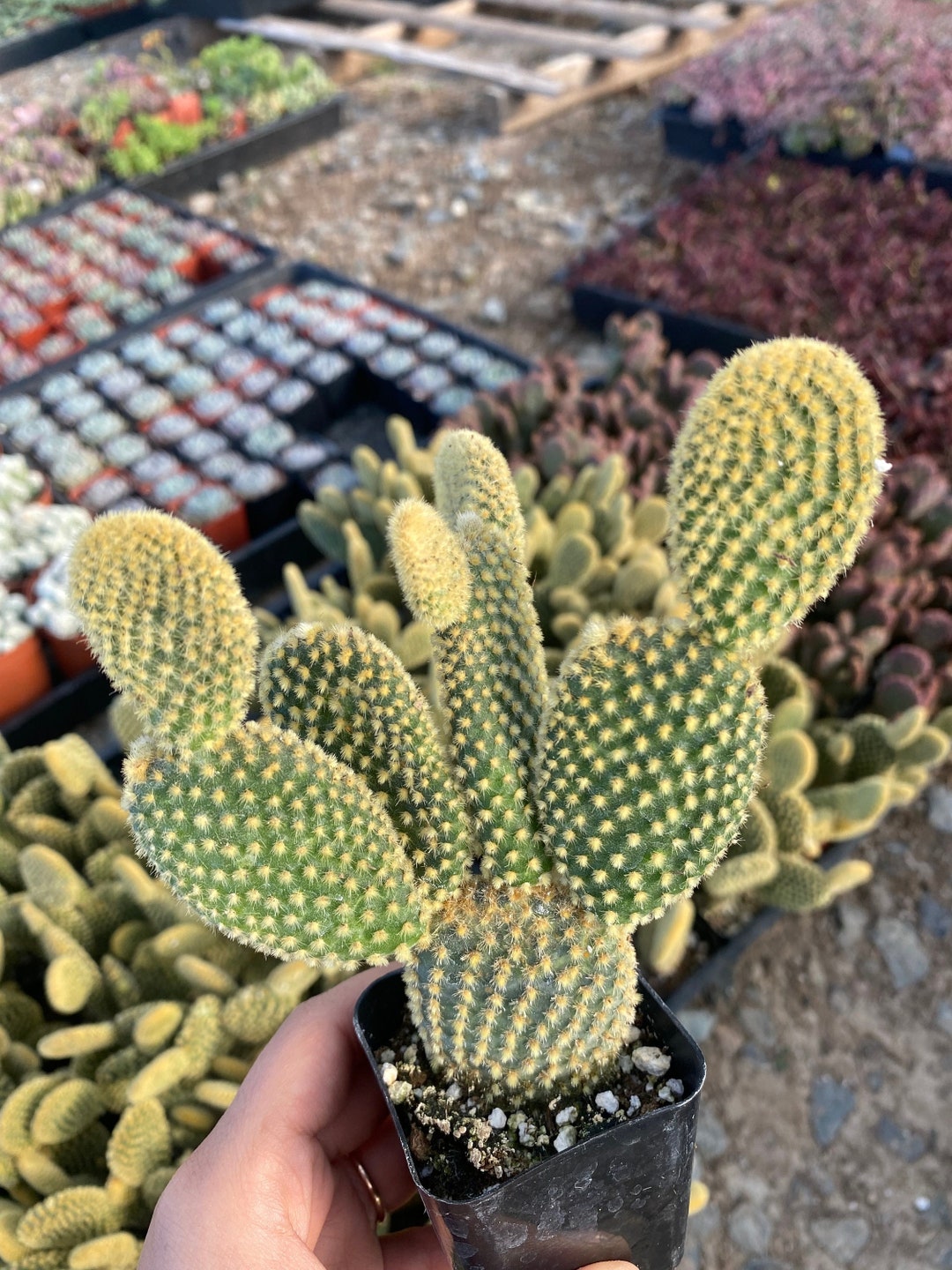 2 Bunny Ear Cactus Yellow Angel Wing Cactus Optunia - Etsy