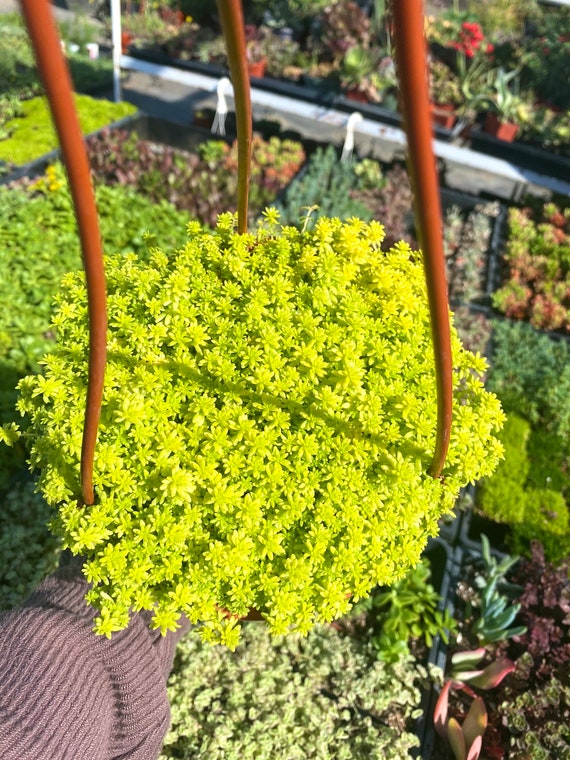 Infographics Sedums