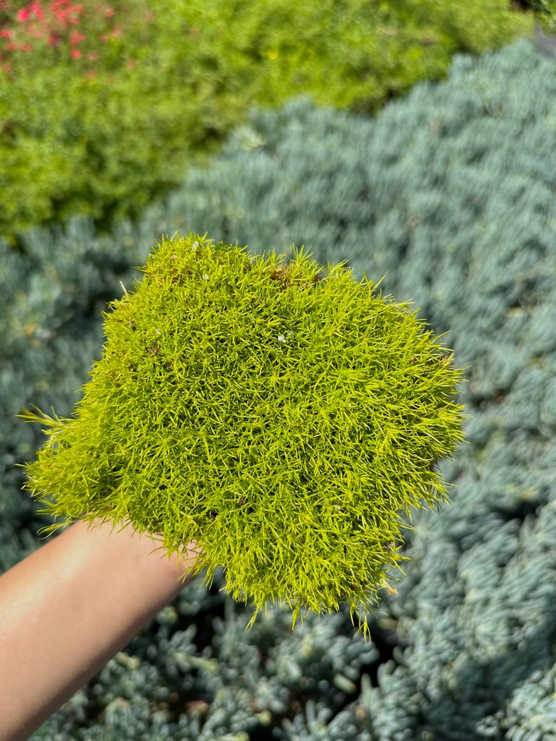 Scotch Moss - Live Plant Quad - Etsy