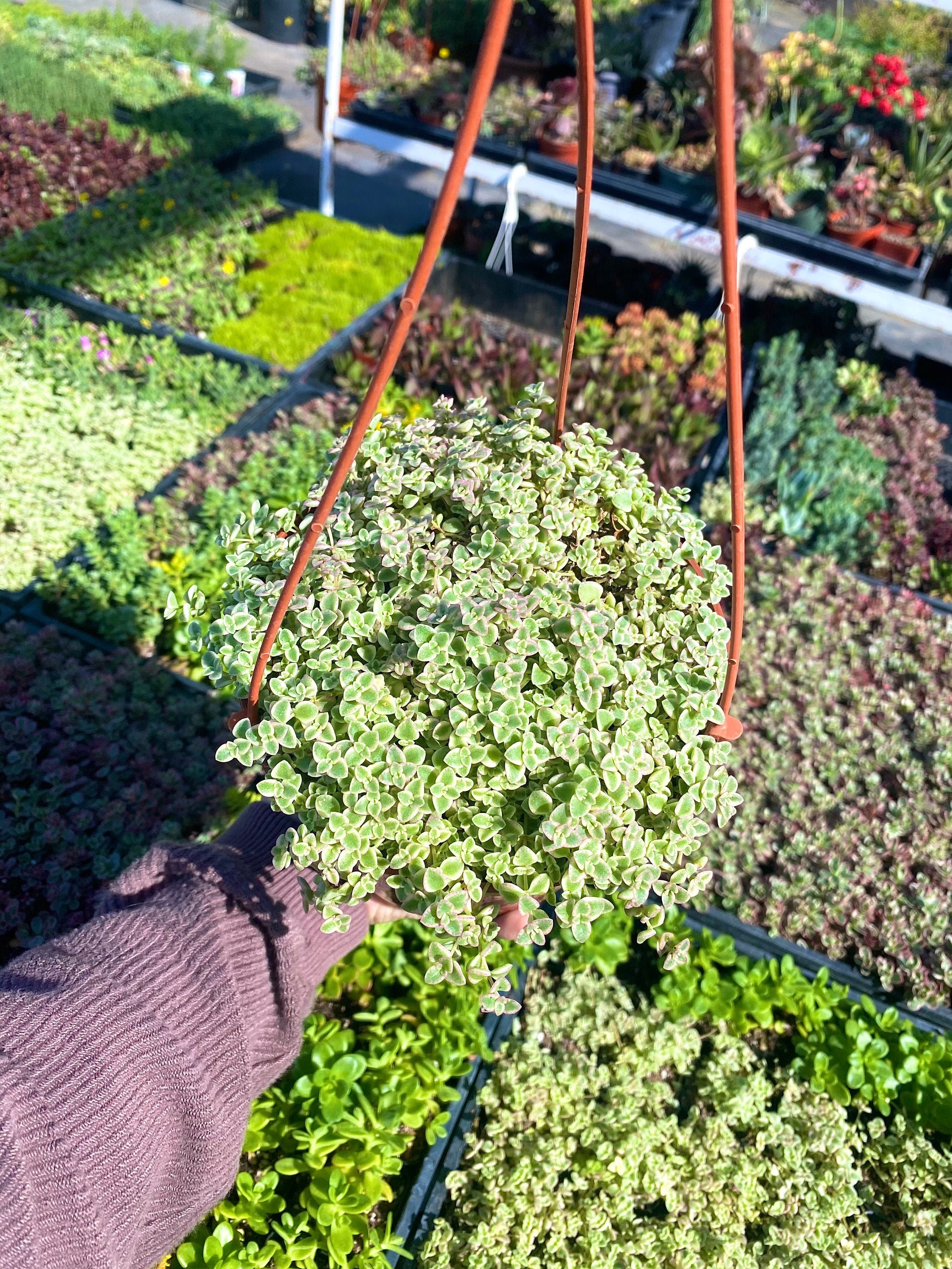 6 Sedum Little Missy Live Plant Stonecrop Variegated - Etsy