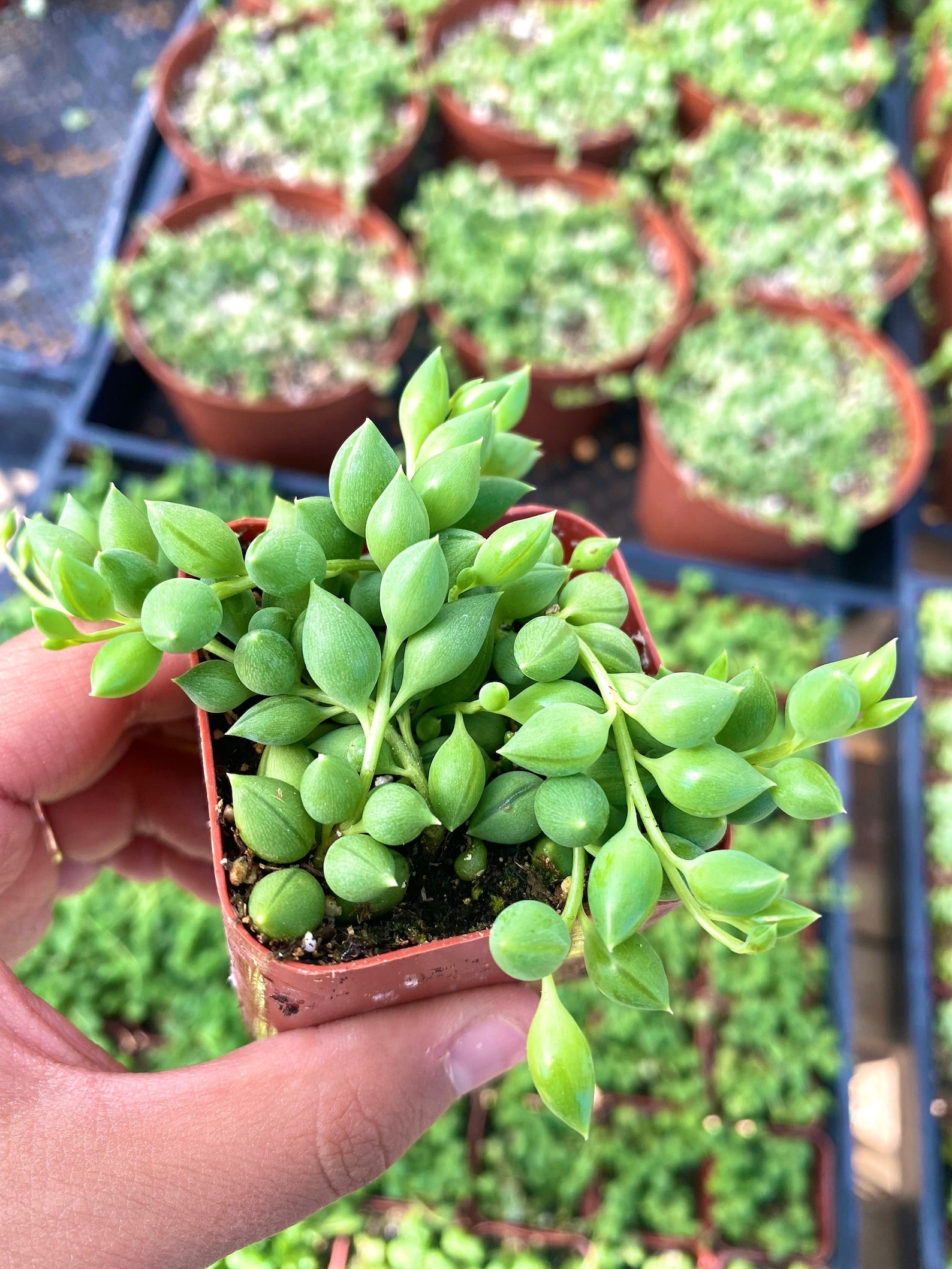 2 String of Tears Succulent Curio Rowleyanus | Etsy