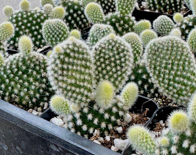 Bunny Ears Cactus-opuntia Microdasys- Angel's Wings Cactus. Drought ...