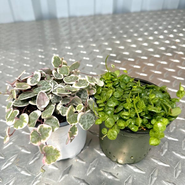 String of Turtles - Etsy