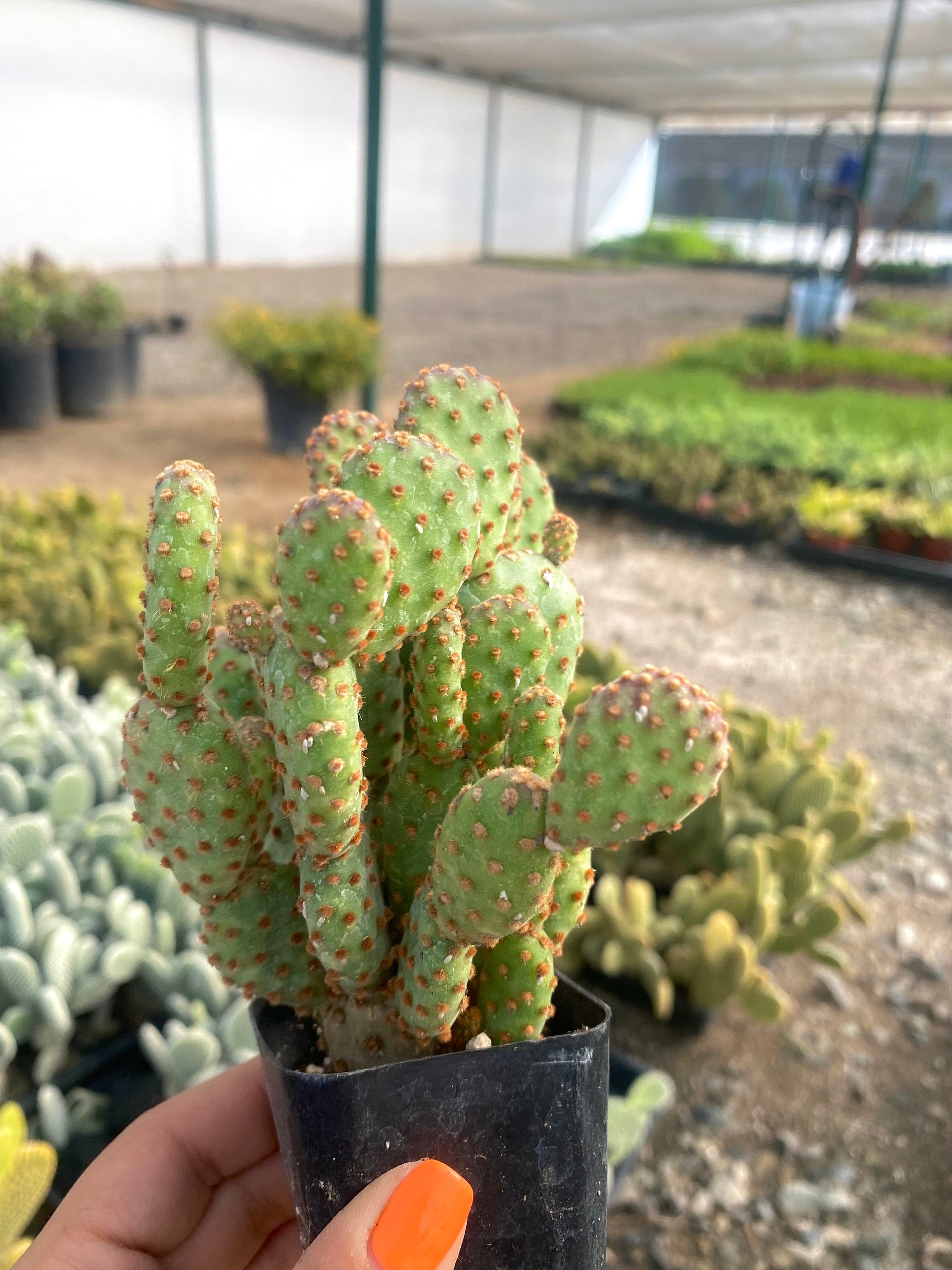 2 Opuntia Rufida Minima Mini Cinnamon Cactus - Etsy