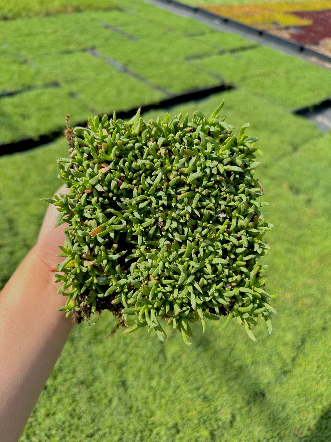 Ruschia Lineolata - Dwarf Carpet of Stars Live Plant Quad - Etsy