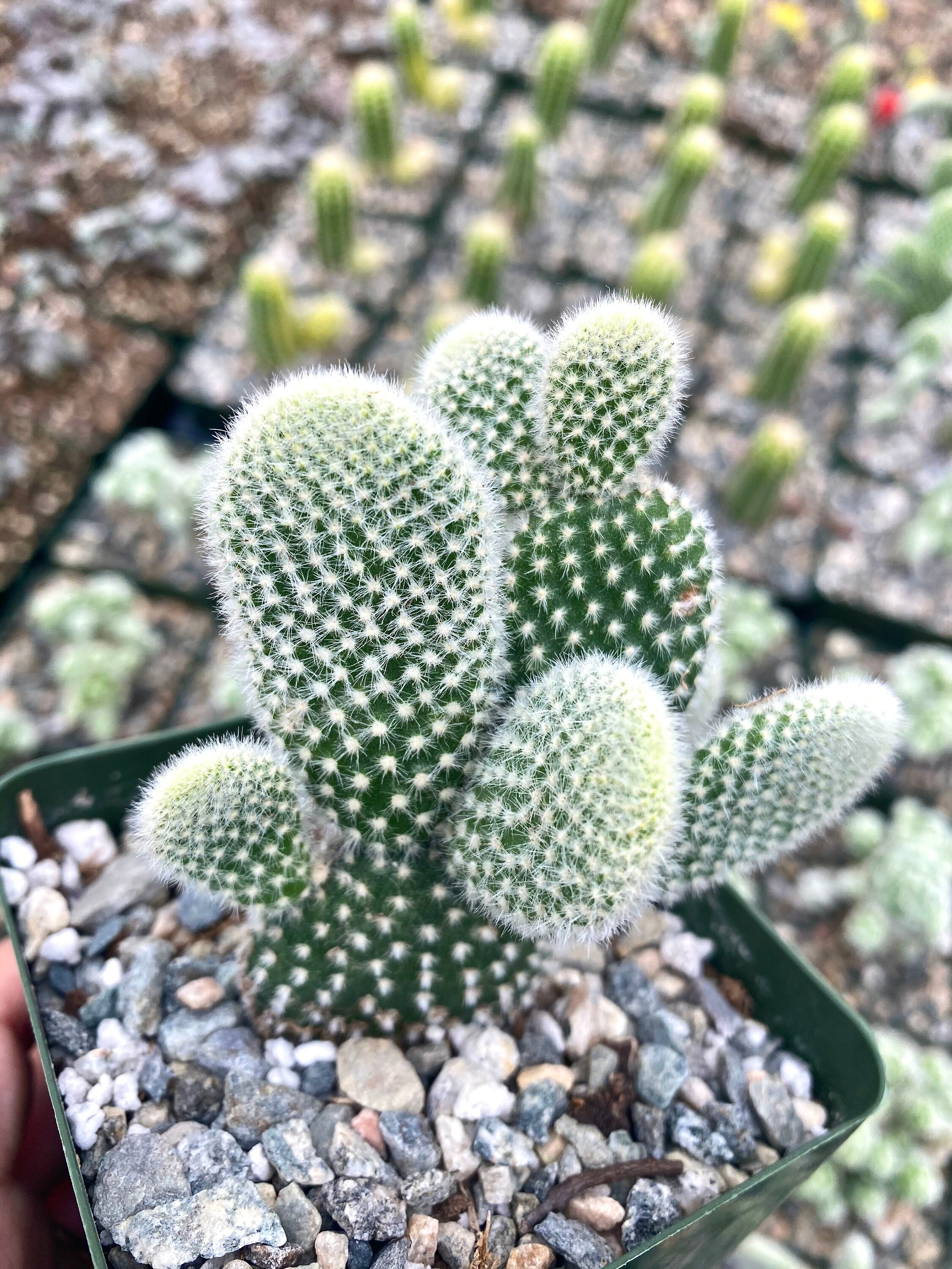 Angel Wing Cactus Optunia Microdasys Albata Cactus Live | Etsy