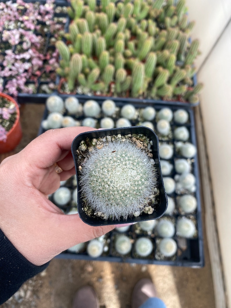 Notocactus Silver Ball Cactus Parodia Scopa - Etsy