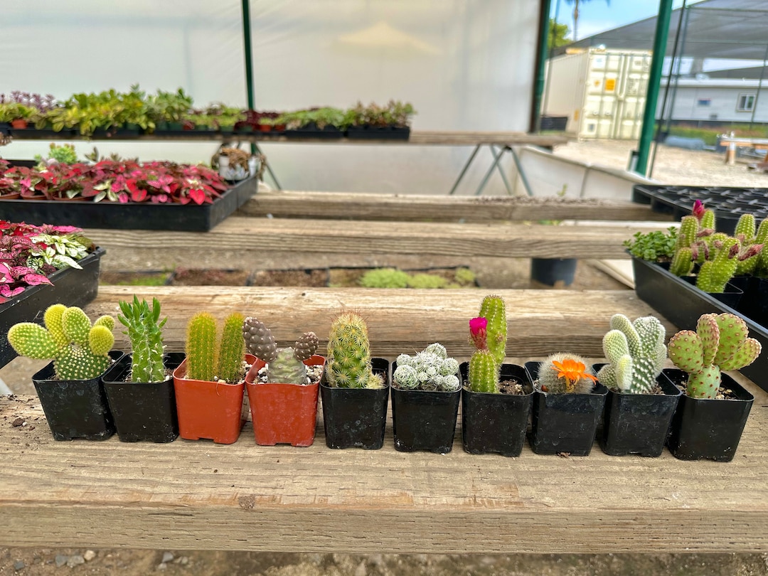 10 Mini Cacti - Etsy