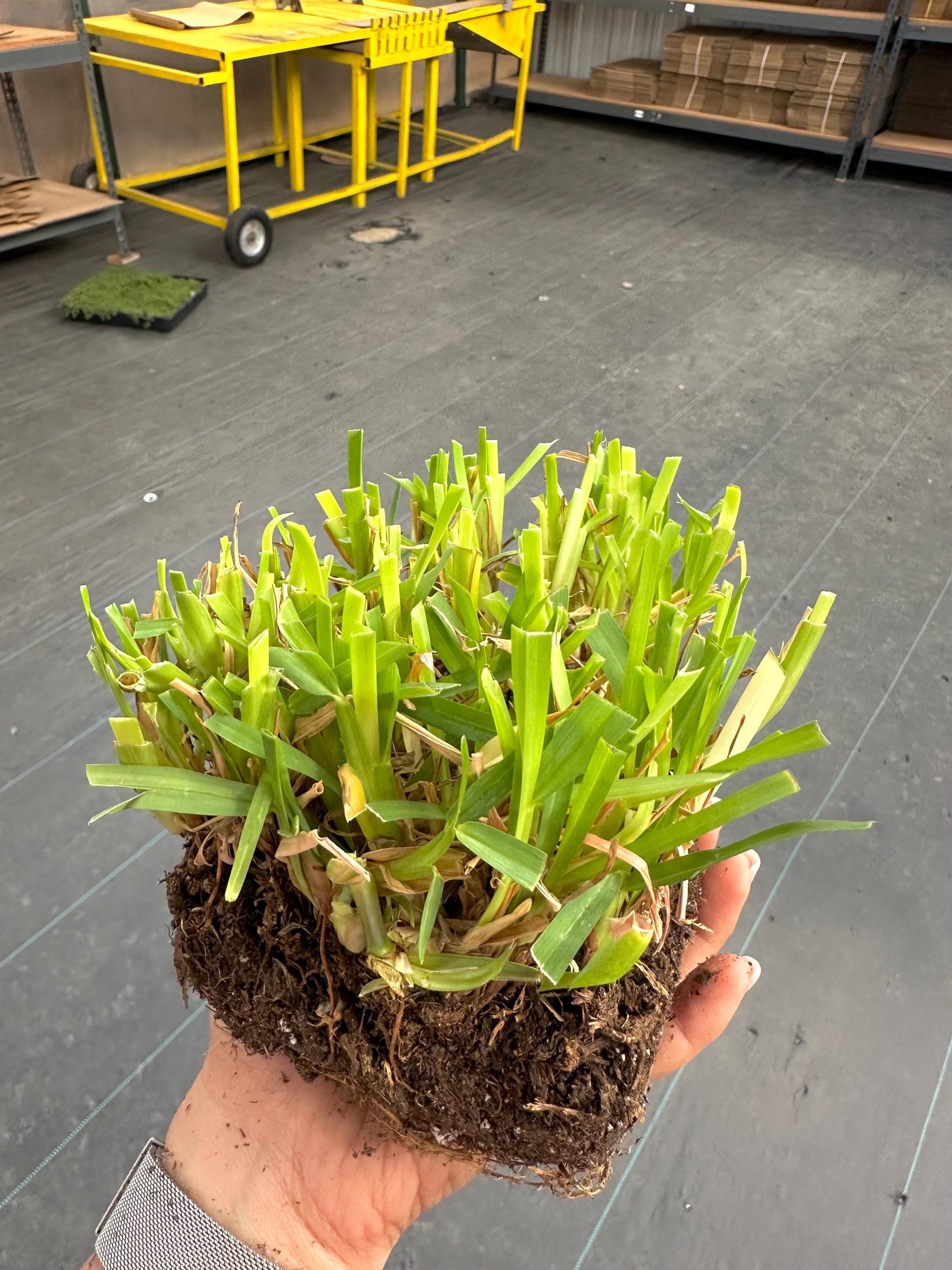 St. Augustine Grass - Live Plant Quad - Etsy