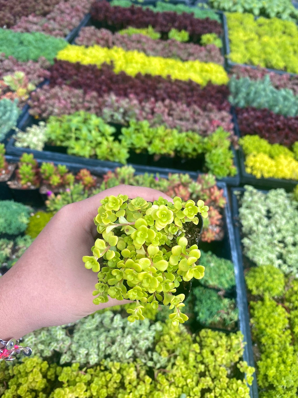 2 Ogon Golden Japanese Stonecrop Sedum Makinoi | Etsy