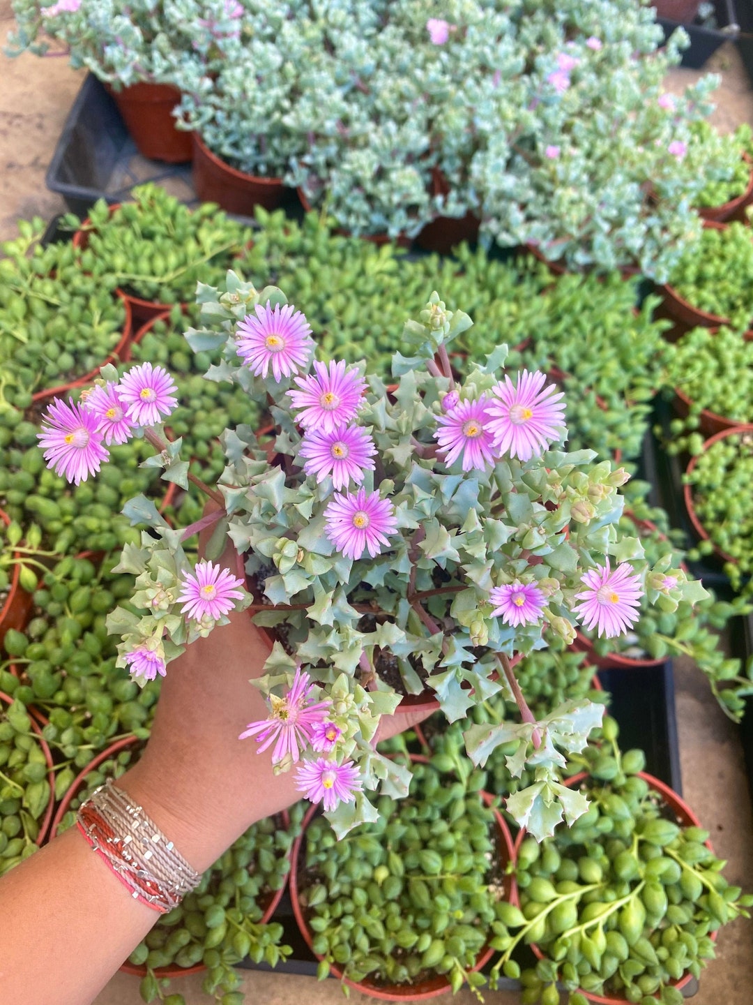 Pink Iceplant Succulent - Oscularia Deltoides - Drought Tolerant - Etsy