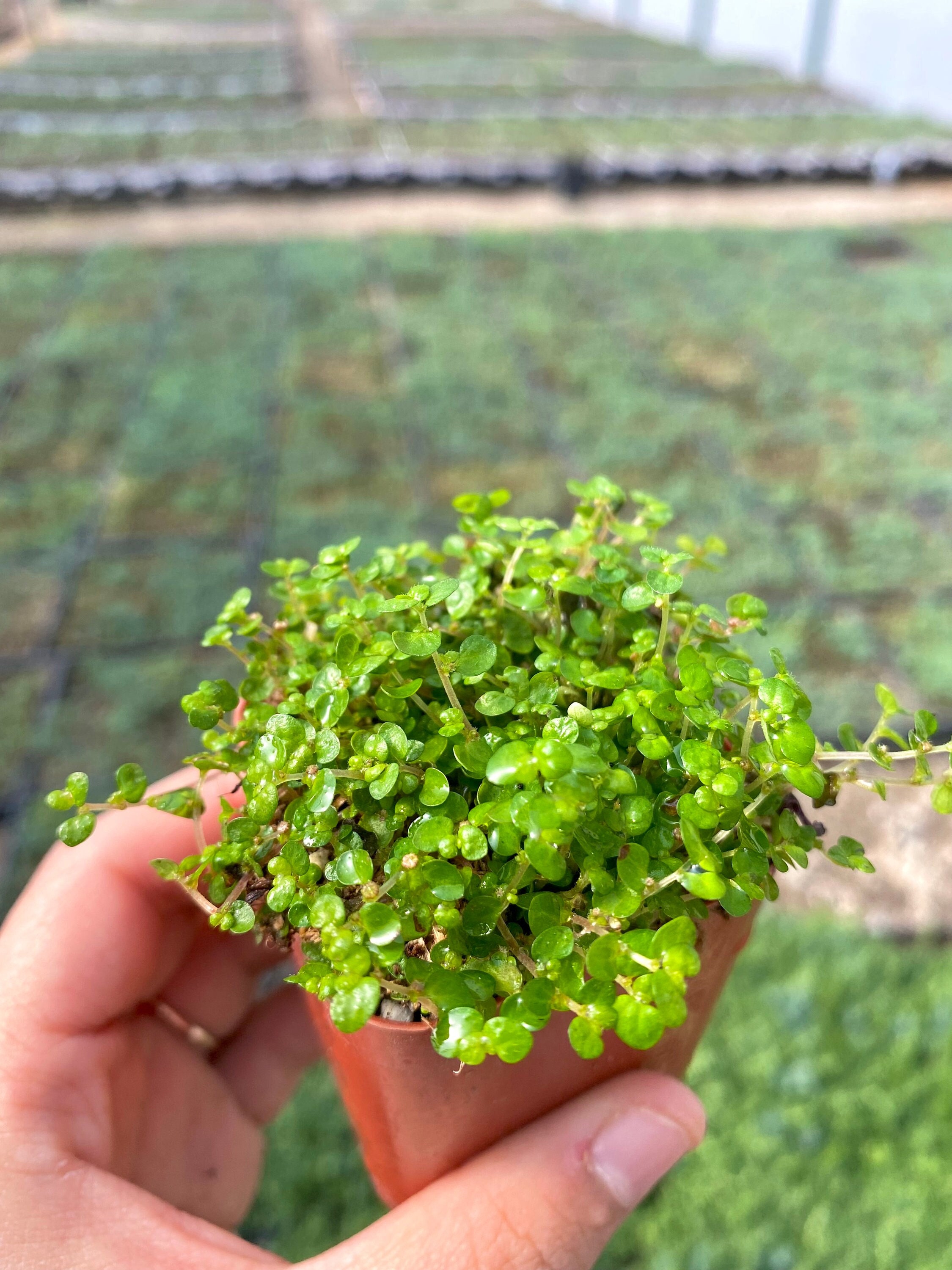 2" Baby Tears - Soleirolia Soleirolii - Live Plant - Fully Rooted - Etsy