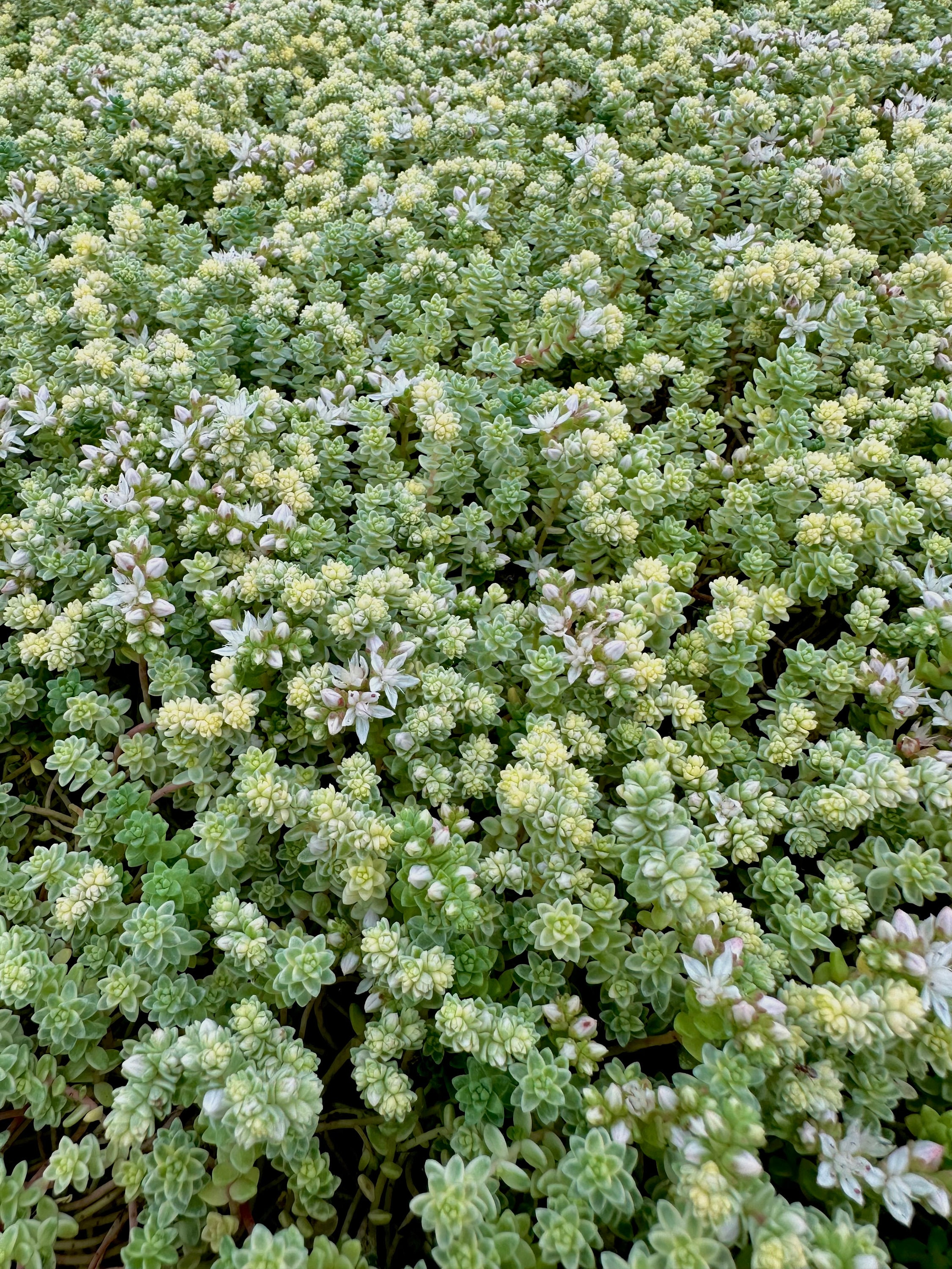 Infographics Sedums With White Flowers