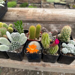10 Mini Cacti - Etsy
