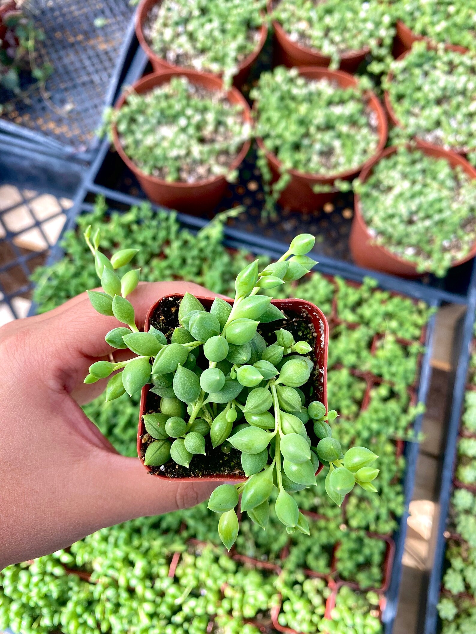 2 String of Tears Succulent Curio Rowleyanus | Etsy