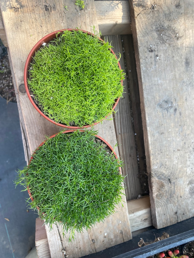 Irish & Scotch Moss Bundle 4 Pots Live Plants - Etsy