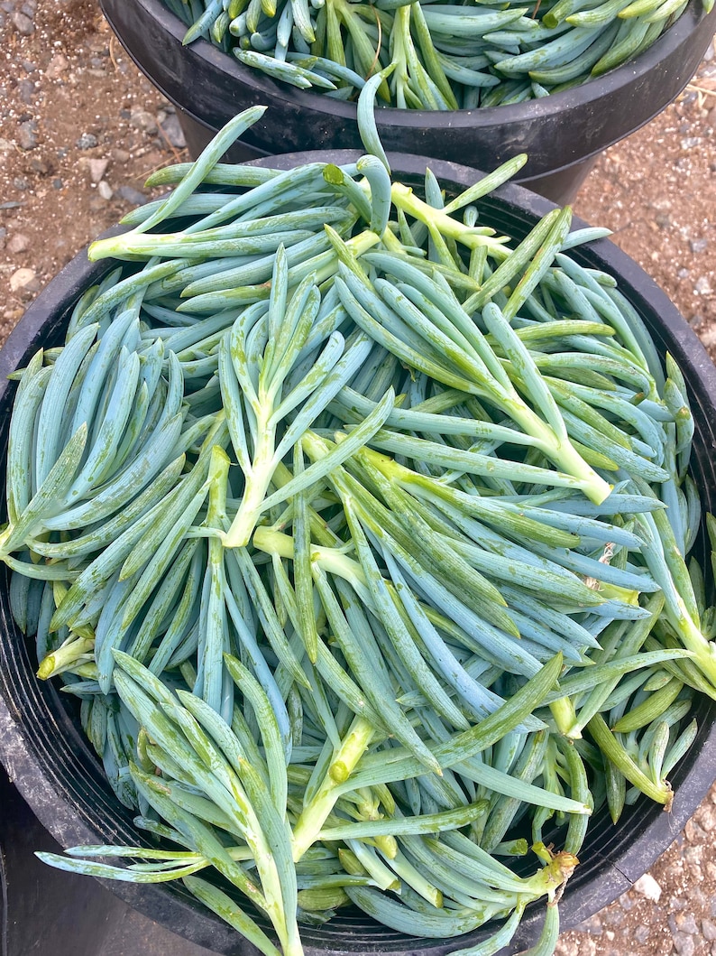 3 Large Blue Chalk Sticks Cuttings Senecio Mandraliscae - Etsy