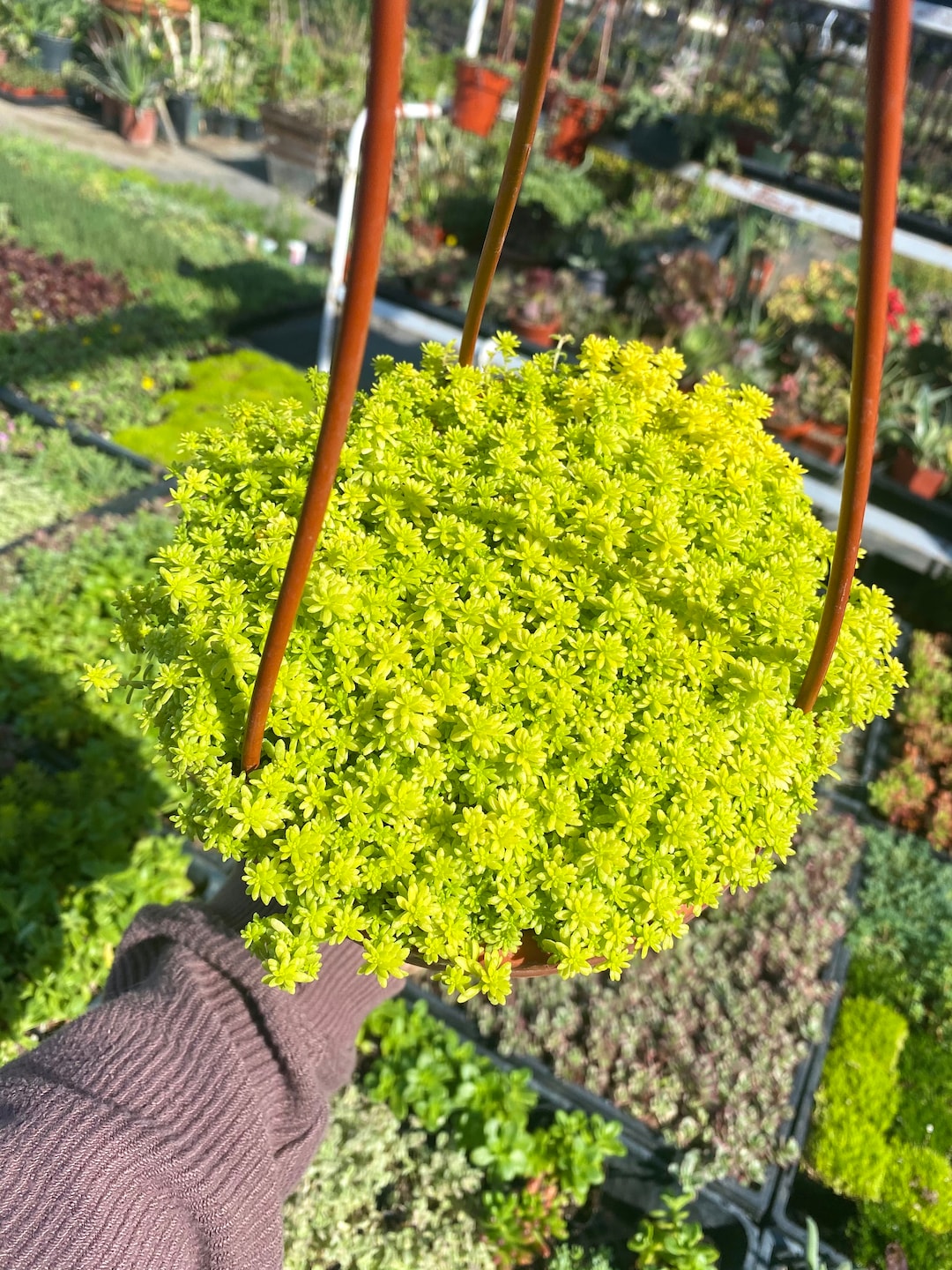 6" Sedum Acre Gold Moss Live Plant - Stonecrop - Etsy