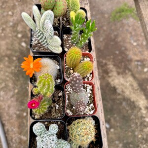 10 Mini Cacti - Etsy