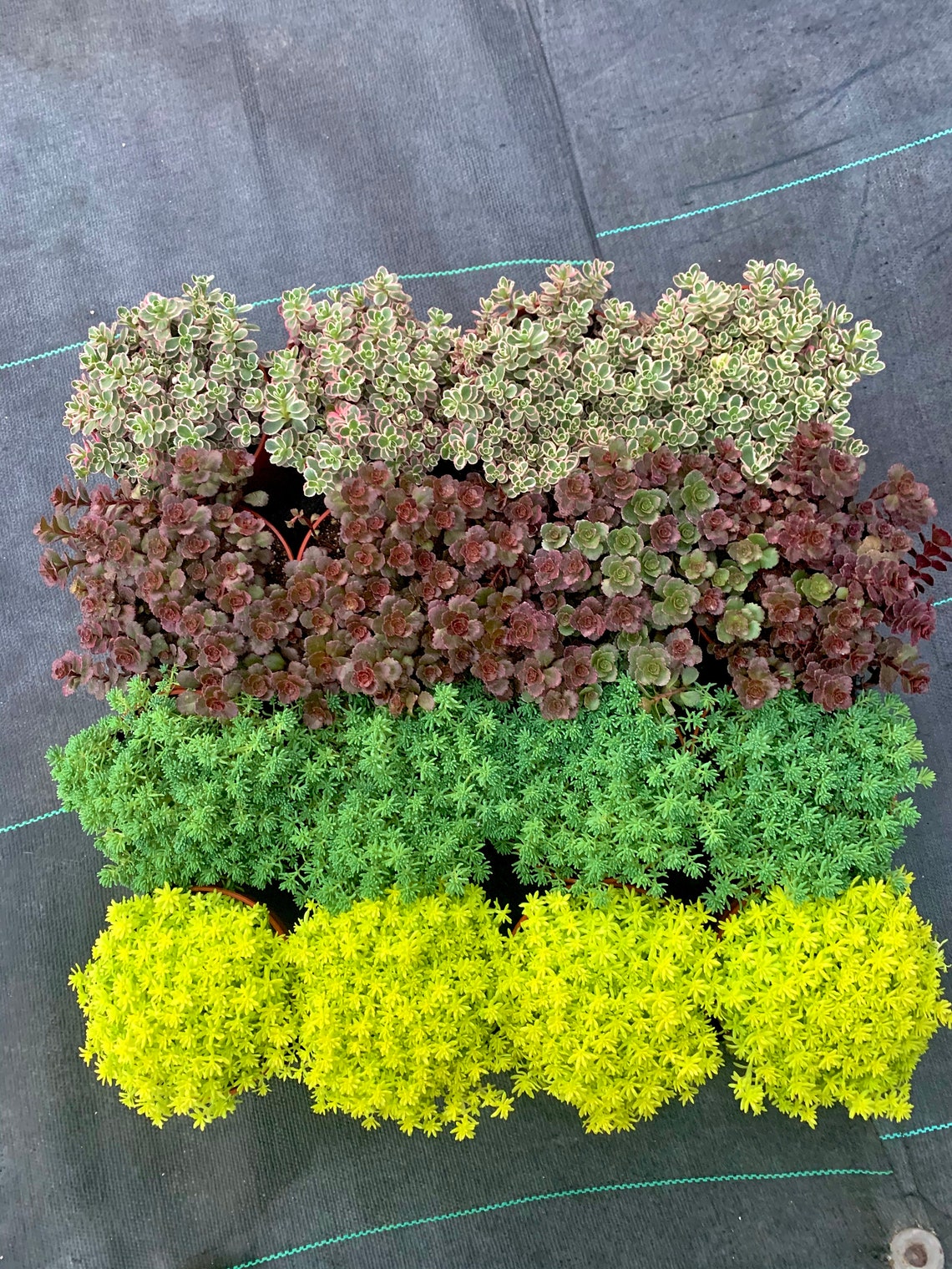 4" Sedum Pots - Stonecrop - Etsy