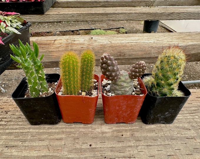Mini Cacti Bundle - Etsy