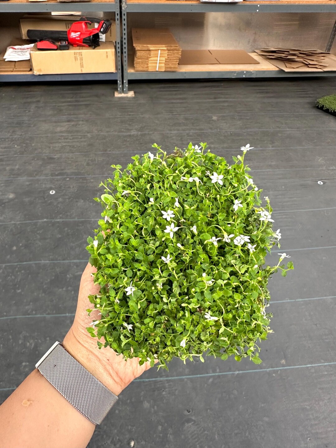 Isotoma - White Star Creeper - Live Plant Quad - Etsy