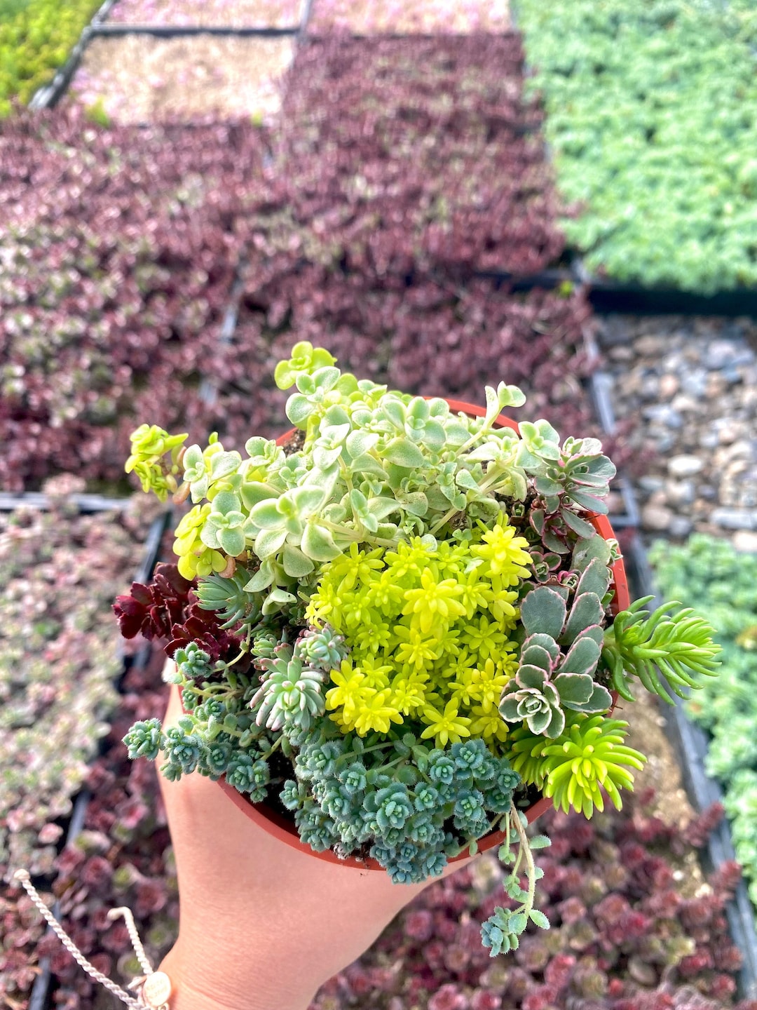 4" Sedum Mix Mini Pot - Sedum Angelina - Tricolor - Little Missy - Ogon ...