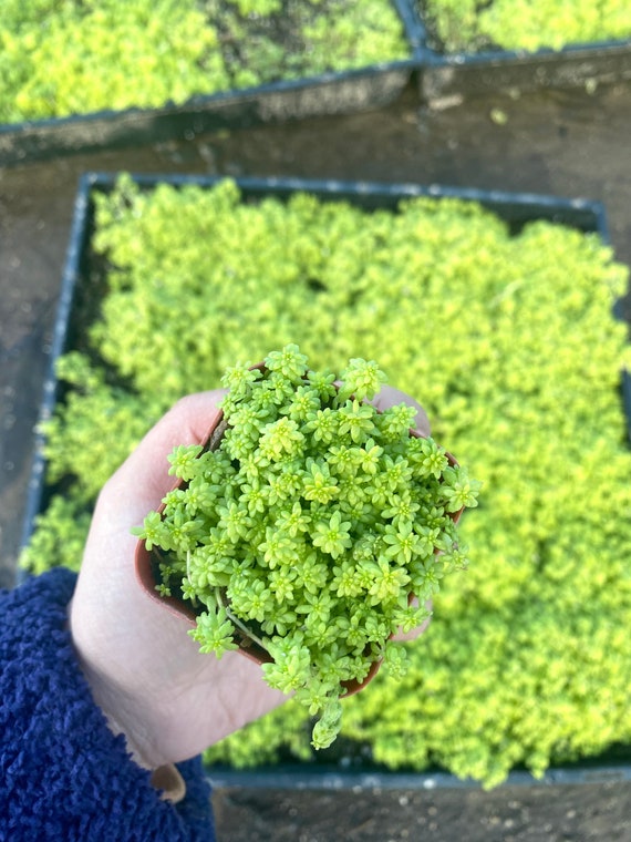 Golden Sedum Ground Cover Moss