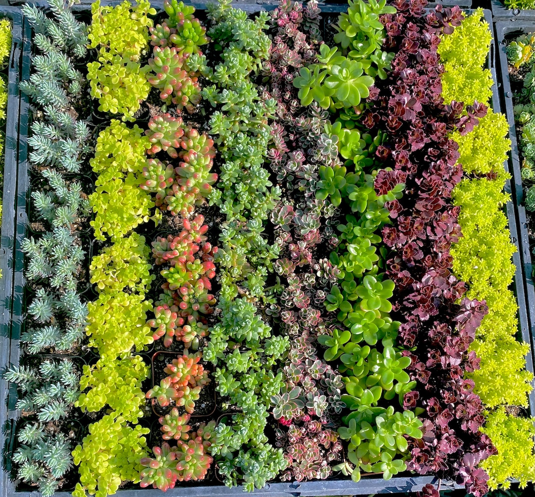 2" Sedum Pots - Stonecrop - Etsy