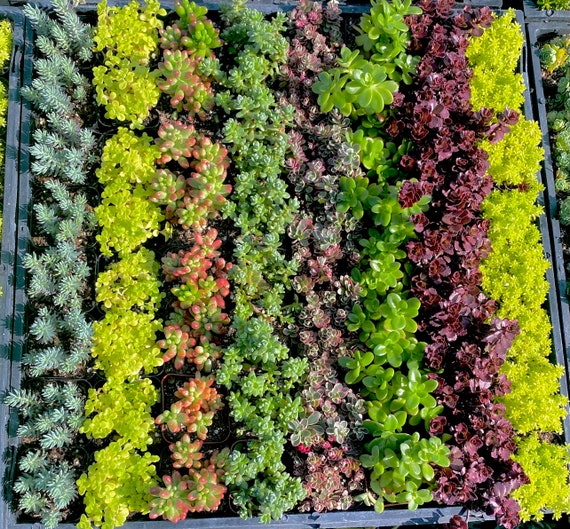 2 Sedum Pots Stonecrop - Etsy