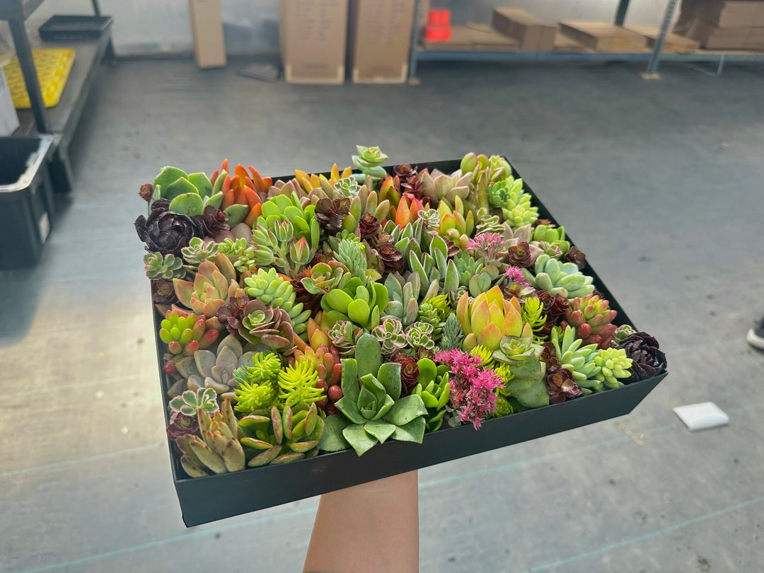 Succulent Cuttings Gift Box 60+ Unrooted - Assorted Mini Succulents ...