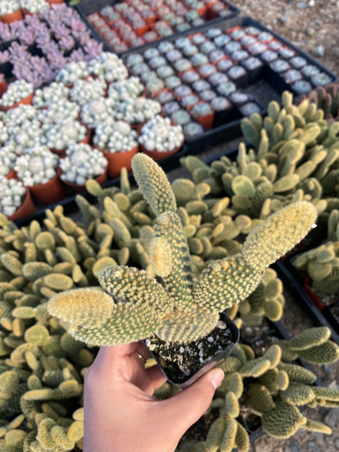 2 Bunny Ear Cactus Yellow Angel Wing Cactus Optunia - Etsy