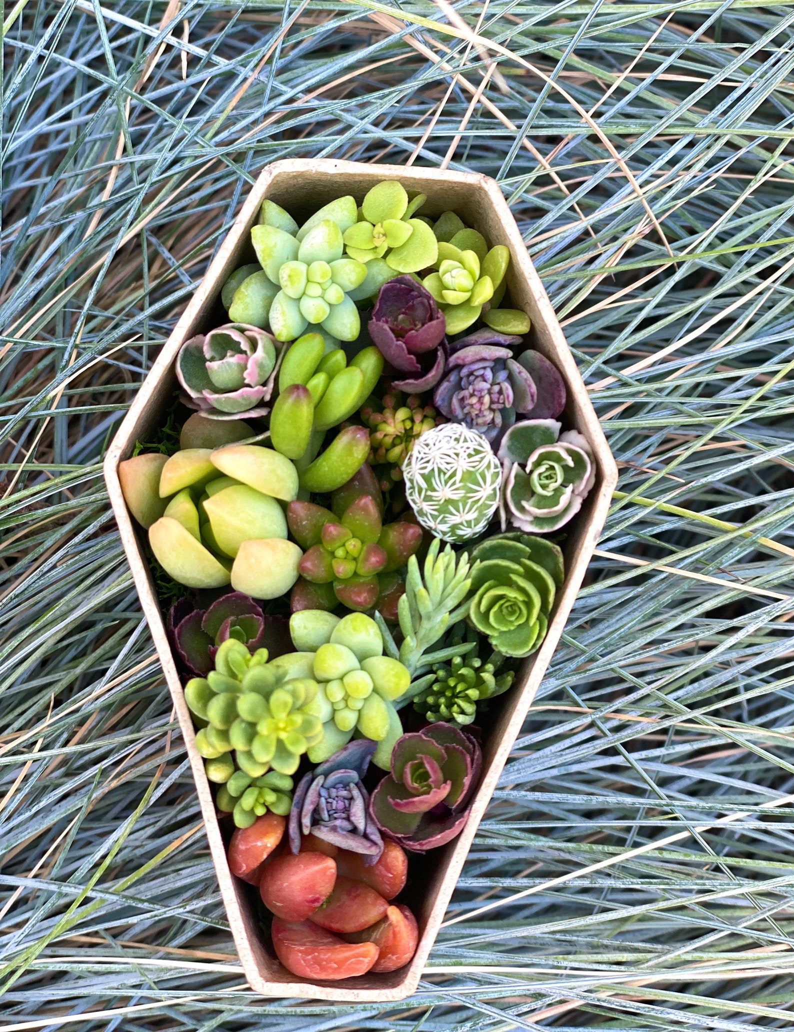 Mini Coffin Box With 12 Mini Succulent Cuttings Halloween | Etsy