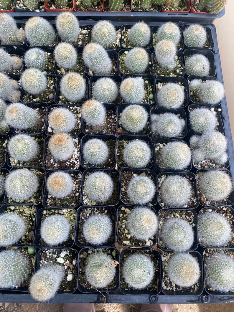 Notocactus Silver Ball Cactus Parodia Scopa - Etsy