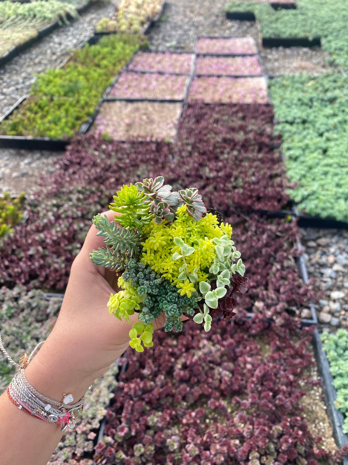 2 Sedum Mix Mini Pot Sedum Angelina Tricolor | Etsy