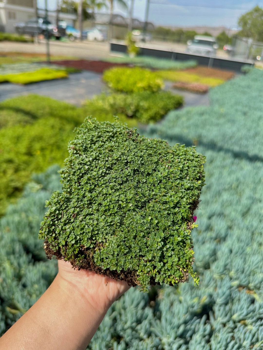 Elfin Thyme - Live Plant Quad - Etsy