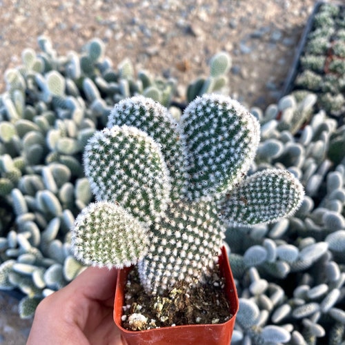 2 Bunny Ear Cactus Yellow Angel Wing Cactus Optunia - Etsy